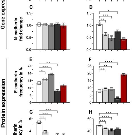 E Cadherin And N Cadherin Gene And Protein Expression From Pdlfs In