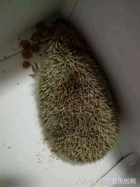 這麼大個兒的野生鯉魚還有回家路上偶遇的刺蝟君 每日頭條