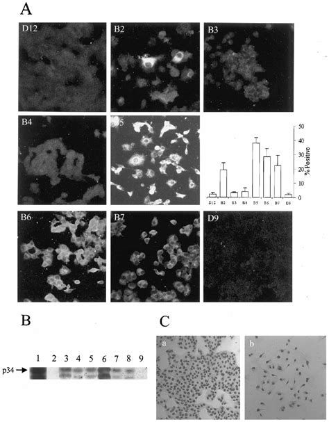 Figure 1 From Met Hgfsf Mediates Growth Arrest And Differentiation In