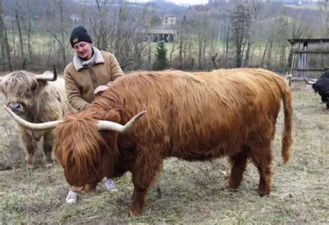 Highland Cattle Agriculture Massif Central Pamac