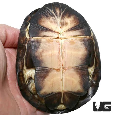 West African Mud Turtles Pelusios Castaneus For Sale Underground