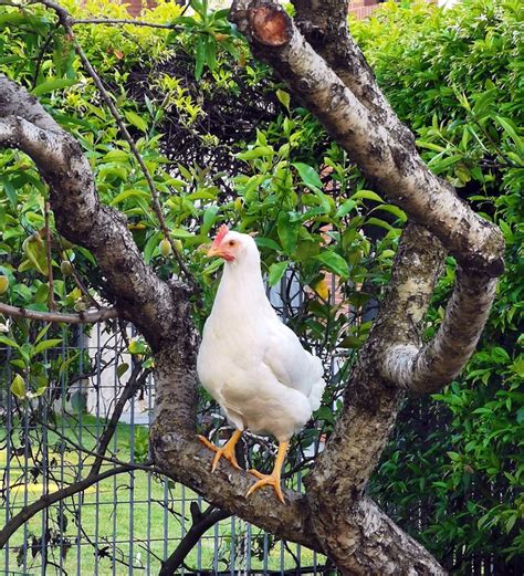 Hen Auf Kostenloses Foto Auf Pixabay Pixabay
