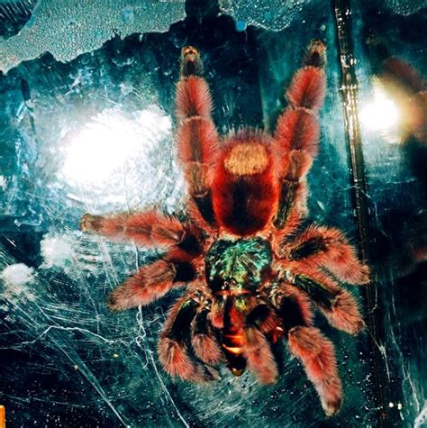 Tarantula Sling Collectible Figures Lazada Ph