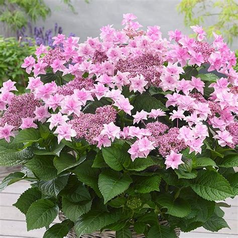 ГОРТЕНЗИИ: HYDRANGEA MACROPHYLLA ‘DOPPIO ROSA’-ГОРТЕНЗИЯ КРУПНОЛИСТНАЯ ...
