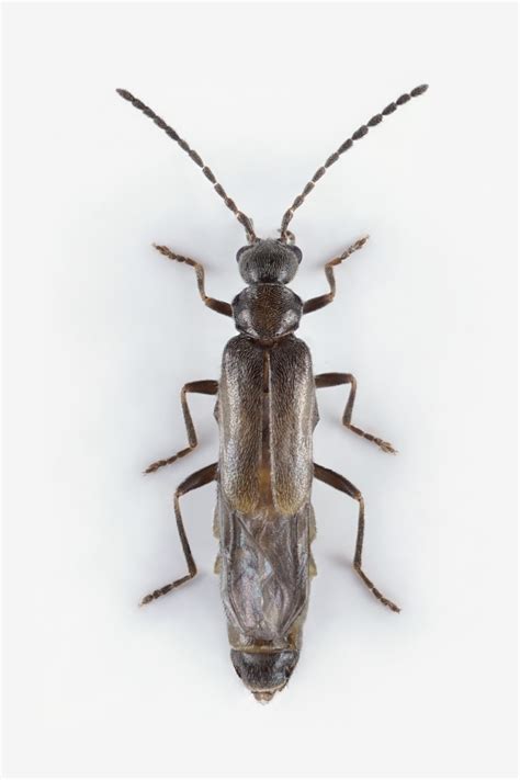 Réf 325498 INSECTA Coleoptera Cantharidae Malthodes sp