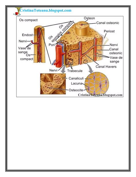 Cristina Toteanu Anatomia Corpului Uman Docx