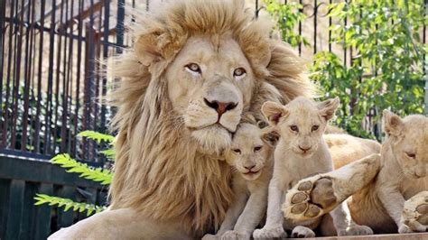 მოგზაური მაიმუნები Youtube