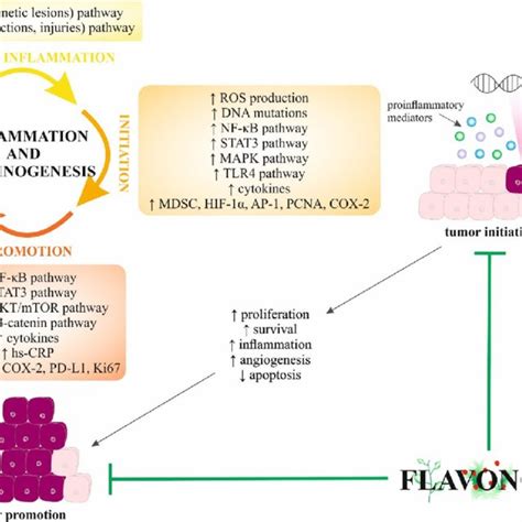 Suppression Of Tumor Initiation And Promotion By Flavonoids