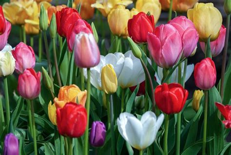 Premium Photo Tulips Flowering In Spring Garden