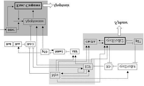 Pathways Linking The Transcription Factors C Myc And E2f 1 With The