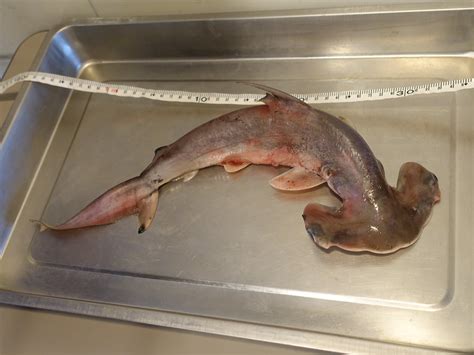 瀕危幼鯊出沒大潭藻礁 中研院學者籲劃保護區、停止開發 環境資訊中心