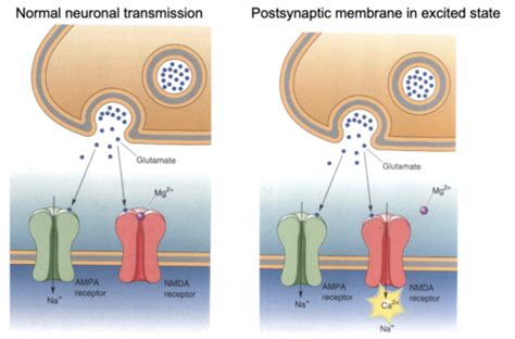 Learning And Memory Flashcards Quizlet