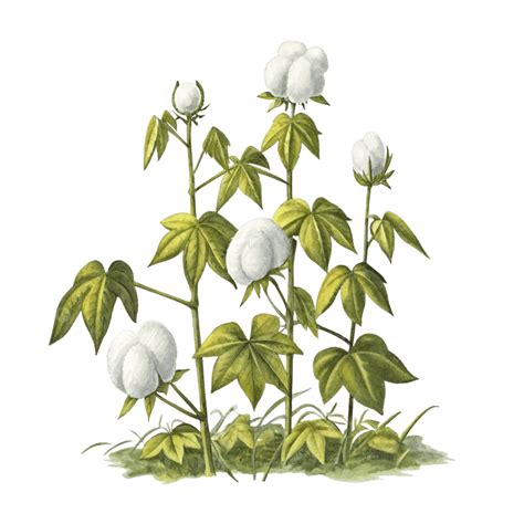 Cotton Plant Crop Clipart Vector Design Cotton Crop Clipart Png