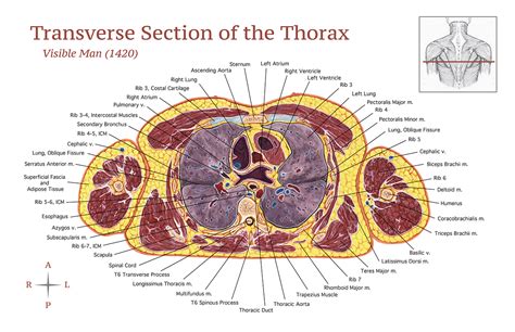 Transverse Section Of The Thorax Behance