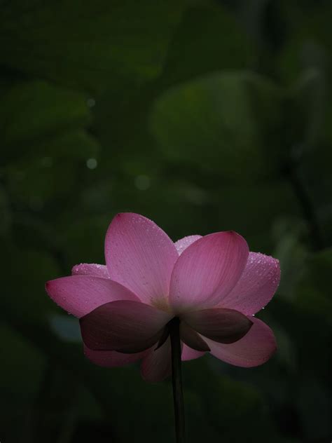 一茎一花 GANREF