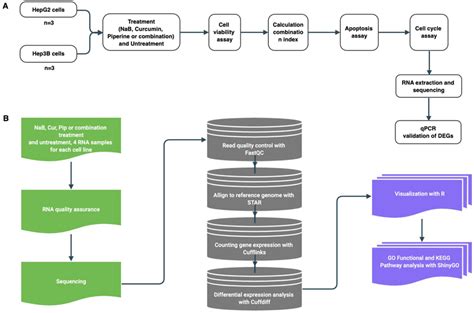 Study Design A Diagram Representation Of The Experimental Workflow
