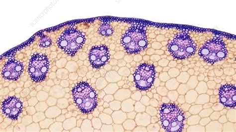 Monocot Stem Vascular Arrangement Lm Stock Video Clip K006 9636 Science Photo Library