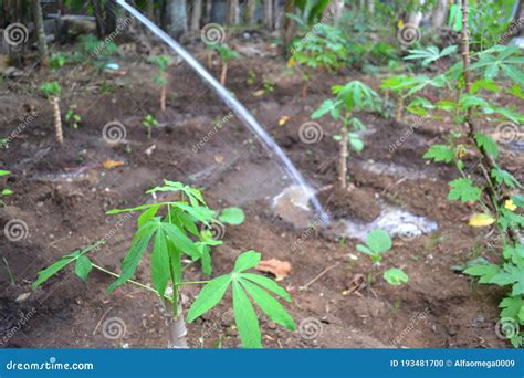 The Small Cassava Of Cassava Farm Industrial Drop Of Thailand Stock Image