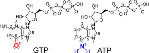 Atp Structure