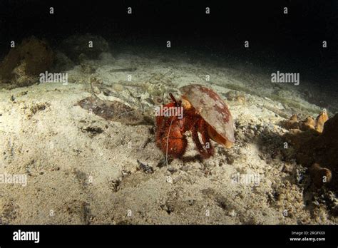 White Spotted Hermit Crab On The Seabed In Raja Ampat Dardanus
