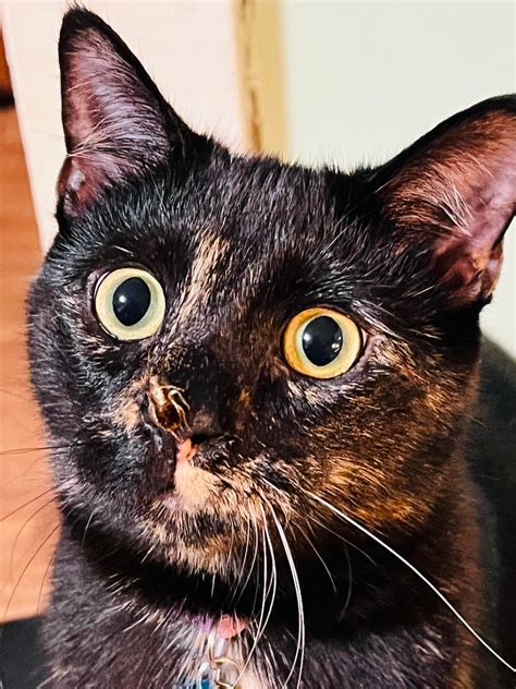 Bug On Nose Rtorties