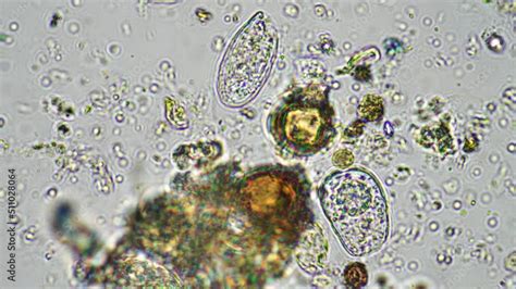 Soil Microorganisms Nematode Microarthropods Micro Arthropod