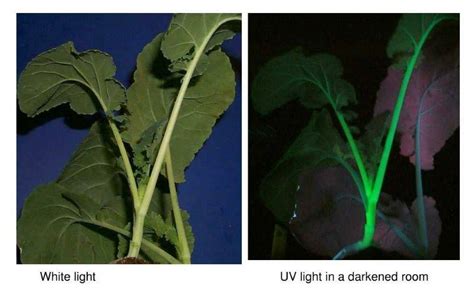 转基因植物的GFP发光检测 荧光 蛋白 绿色