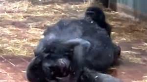Damian Aspinall Announces Death Of Truly Remarkable Gorilla Shumba At