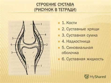 Презентация на тему Опорно двигательный аппарат 1 Активная часть