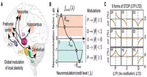 a brain inspired learning method achieves metaplasticity in artificial