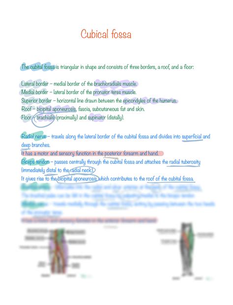 Solution Cubital Fossa Anatomy Studypool