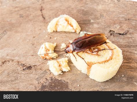 Cockroach Eating Bread Image And Photo Free Trial Bigstock