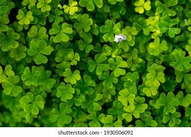Clover Field Images Stock Photos Vectors Shutterstock