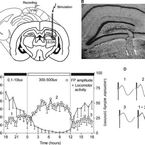 Basal Synaptic Transmission In The Primary Visual Cortex Of Freely Download Scientific Diagram