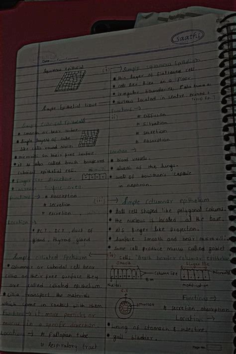 Types Of Epithelial Tissue