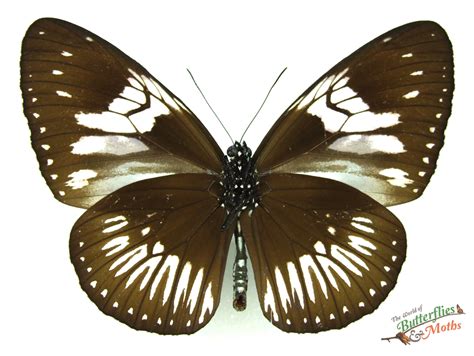 Euploea Eupator Sulawesi World Of Butterflies And Moths