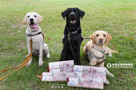 30隻導盲犬出宣導任務！遠東商銀115打造華山一日寵物友善公園 史塔夫科技事務所