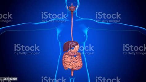 의학 개념에 대한 3d 일러스트 인간 소화 시스템 해부학 0명에 대한 스톡 사진 및 기타 이미지 0명 3차원 형태 건강