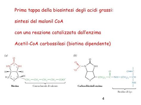 Biosintesi Acidi Grassi