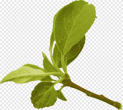 무료 다운로드 잎 가지 나무 식물 줄기 사과 찻 잎 인공 꽃 나뭇 가지 Png Pngegg