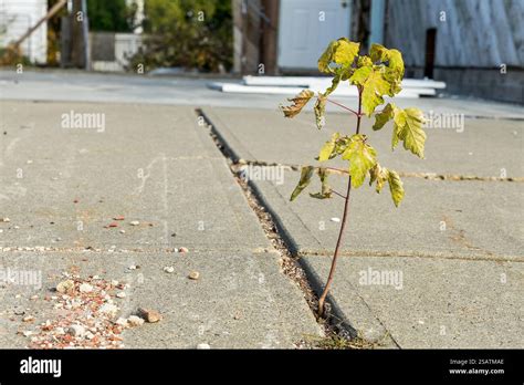 Growing Tree On An Abandoned Garage Driveway Stock Photo Alamy