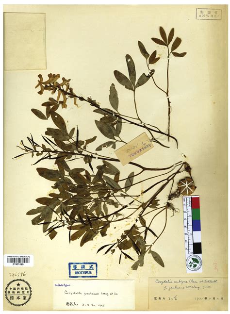 延胡索 国家植物标本馆 PE 模式标本集 图片