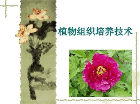 植物组织培养技术 Word文档在线阅读与下载 免费文档