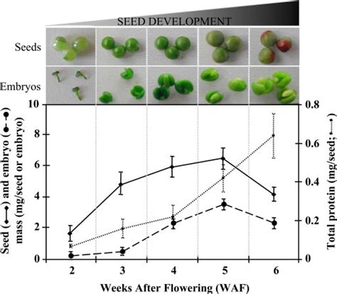 Seed Embryo Definition