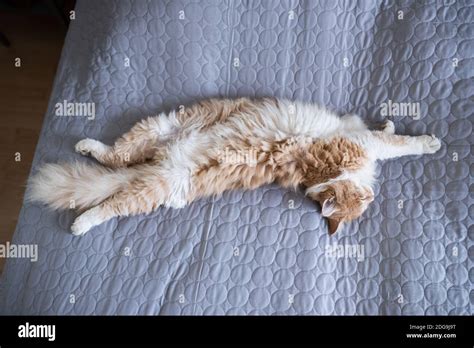 Young Fluffy Cream Tabby White Ginger Maine Coon Cat Lying On Back On