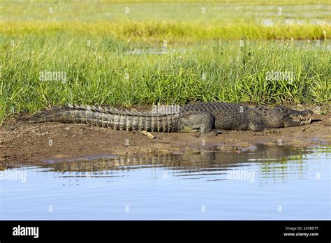 Leistenkrokodil - Salzwasserkorkrokodil Stock Photo - Alamy