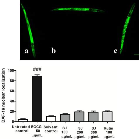 Skn 1 Translocation In C Elegans A Cytosolic Localization B Nuclear