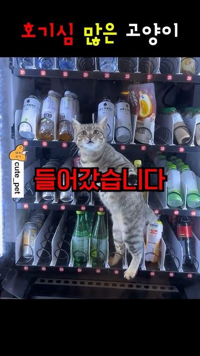 호기심 많은 고양이들 ㅋㅋㅋ Youtube