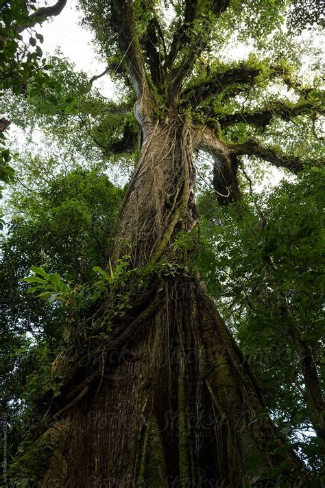 Ceiba Tree In Arenal National Park Costa Rica By Stocksy Contributor