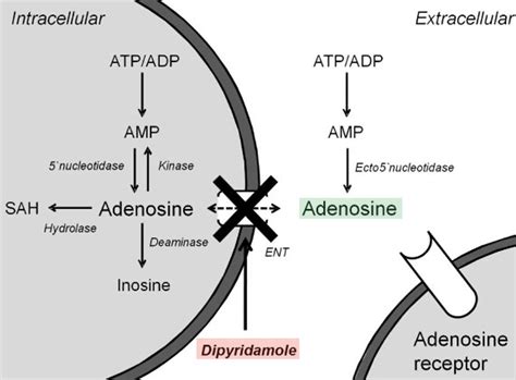 1 Thread Why Would Adenosine A Purine Nucleoside Be Able To Treat Supraventricular